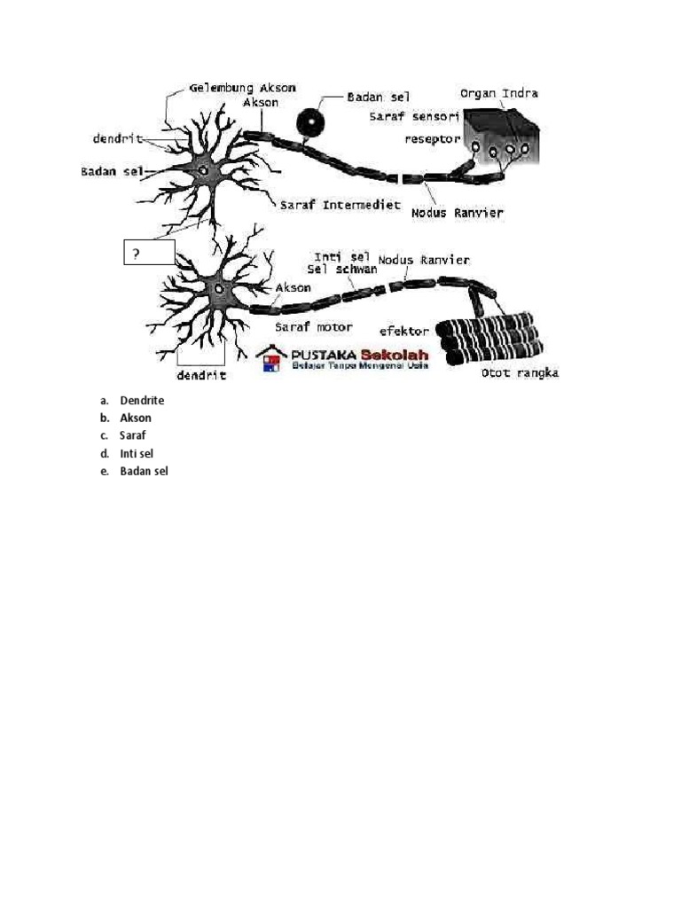Sistem Saraf Perifer | PDF