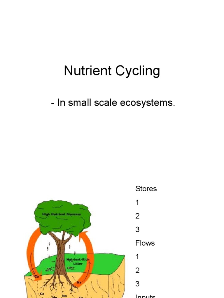 Nutrient Cycling: - in Small Scale Ecosystems | PDF | Ecosystem ...