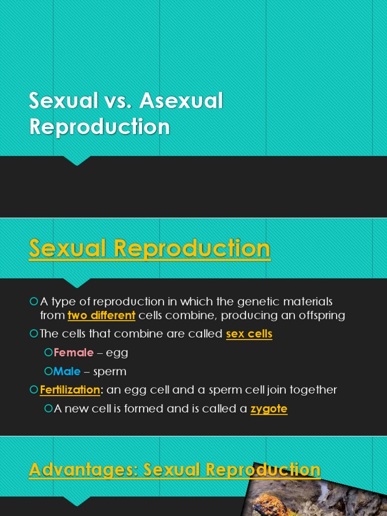 Asexual Vs Sexual Reproduction | PDF | Sexual Reproduction | Reproduction