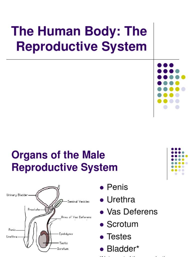 The Human Body: The Reproductive System | PDF | Menstrual Cycle ...