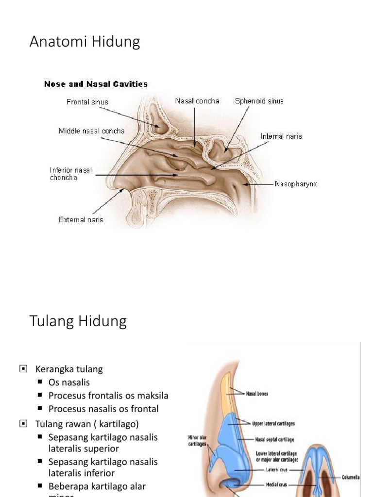 Anatomi Dan Fisiologi Hidung | PDF