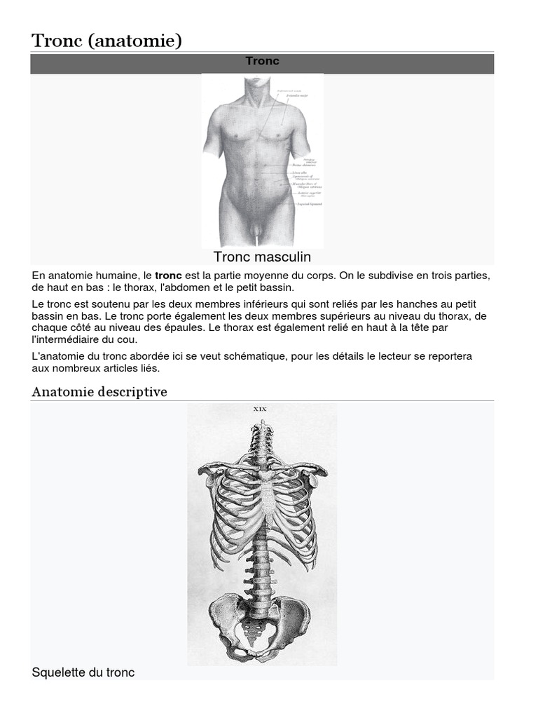 Anatomie du Tronc Humain | PDF | Organe | Anatomie
