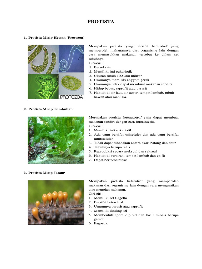 Protista dan Monera: Ciri dan Habitat | PDF | Sains & Matematika