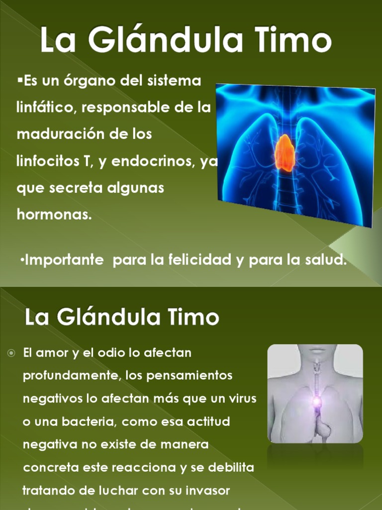 La Glándula Timo | PDF | Reiki | Timo