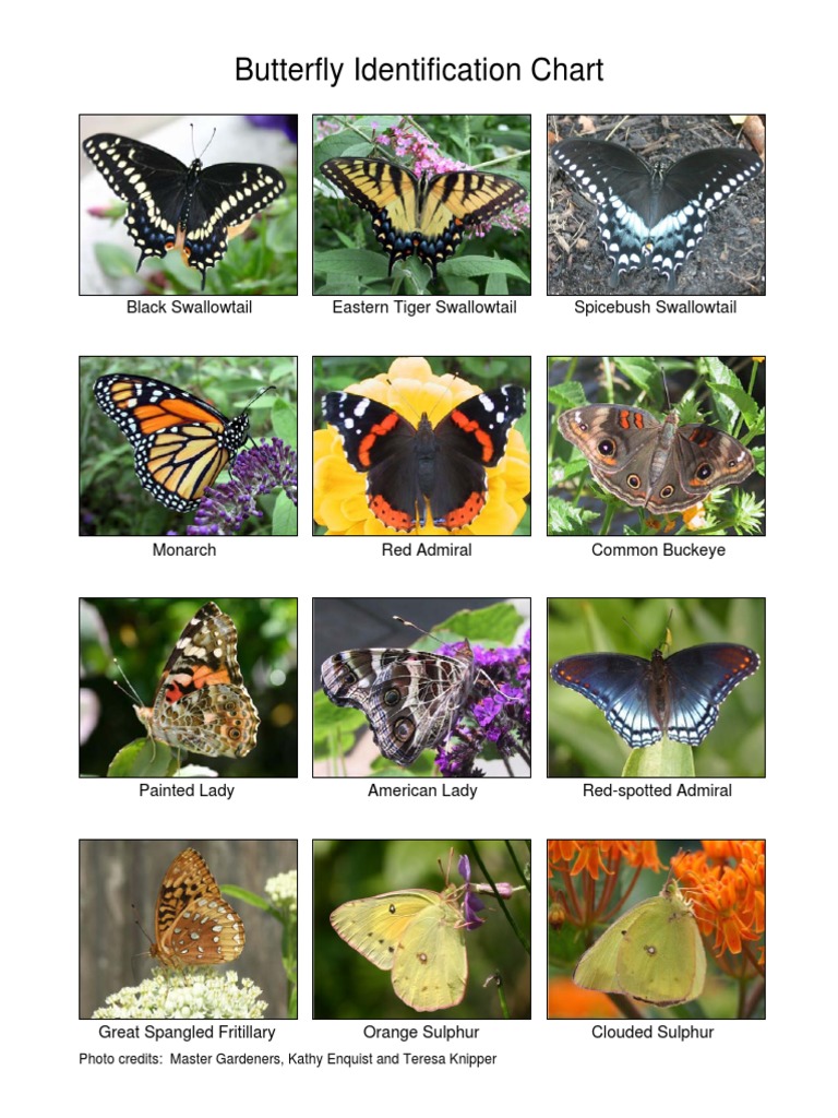 Butterfly Chart | Nature | Insects