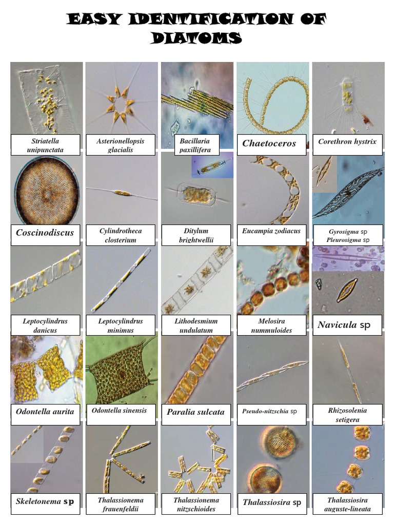 Easy Identification of Diatoms | PDF