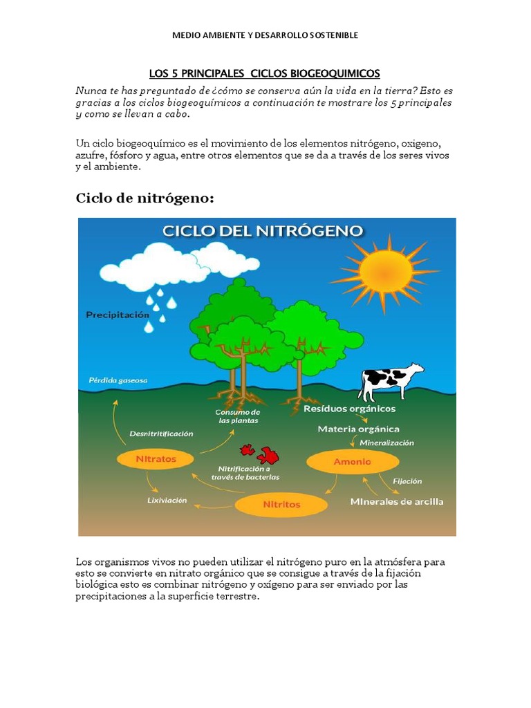Los 5 Principales Ciclos Biogeoquimicos