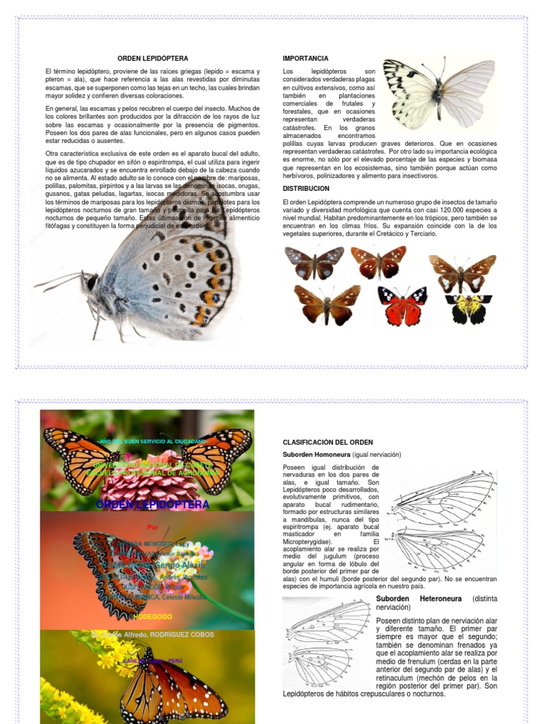 Diptico Del Orden Lepidóptera | PDF | Lepidópteros | Organismos