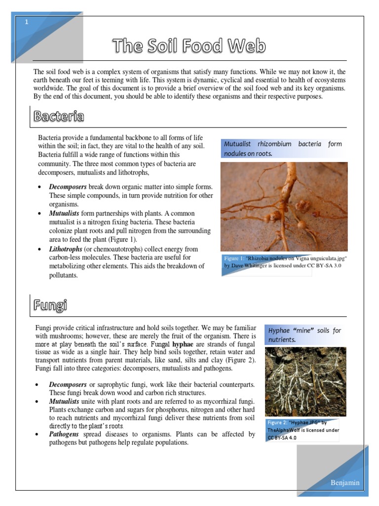Soil Food Web | PDF | Protozoa | Fungus