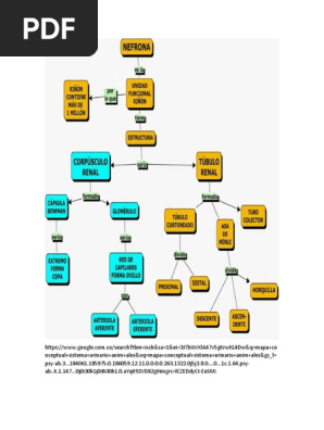 Mapa Del Sistema Urinario