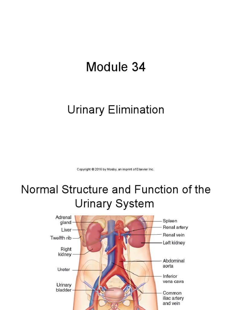 Urinary Elimination | Urinary Incontinence | Urinary System