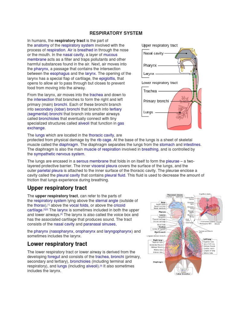 A Comprehensive Overview of the Structure and Function of the ...