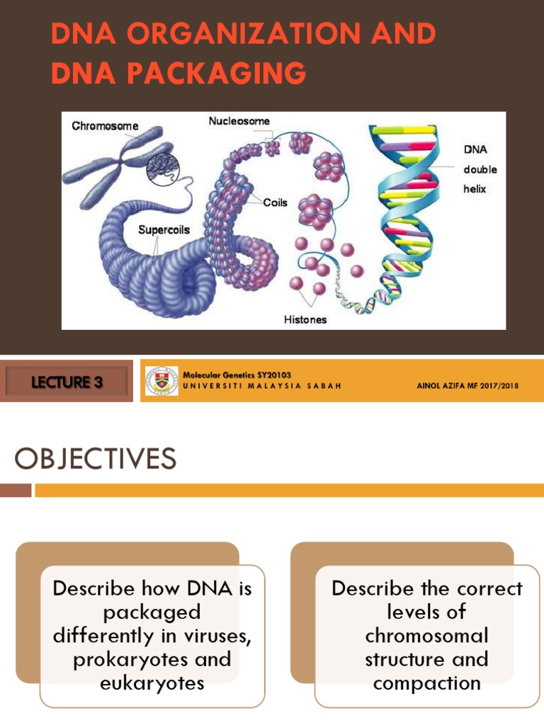 Chromosomes, DNA Structure and Topology | PDF | Chromosome | Histone