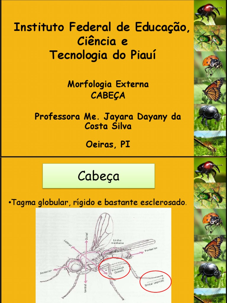 Morfologia da Cabeça dos Insetos | PDF | Insetos | Zoologia