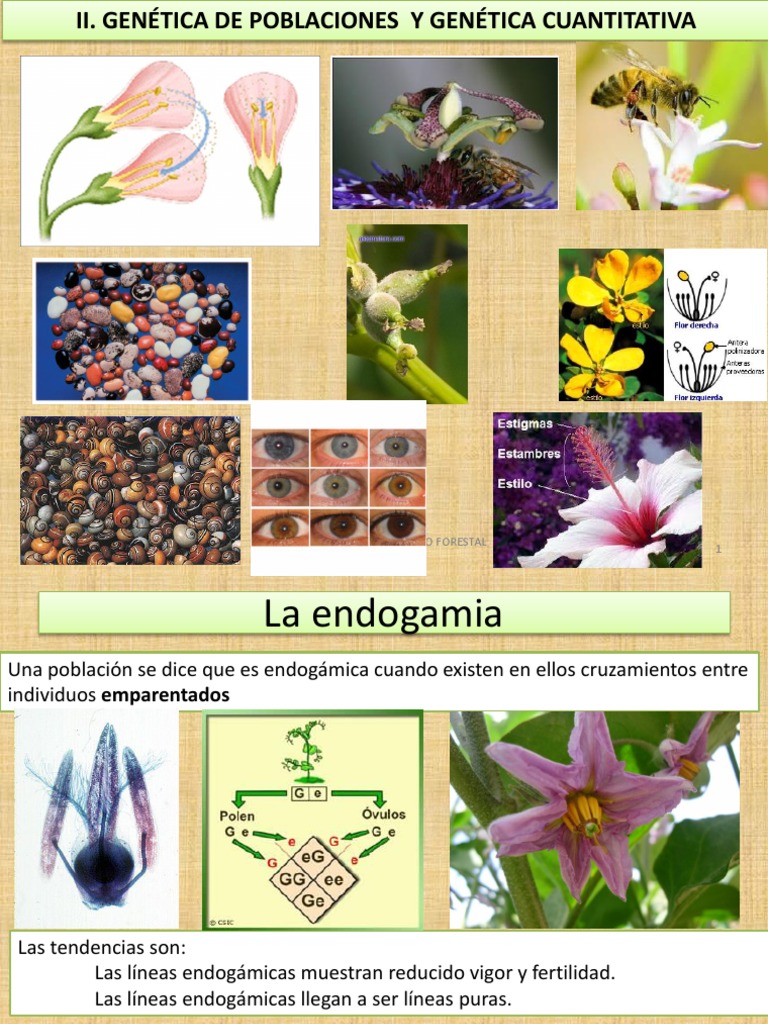 Exogamia, Endogamia y Polinización | PDF | Endogamia | Reproducción