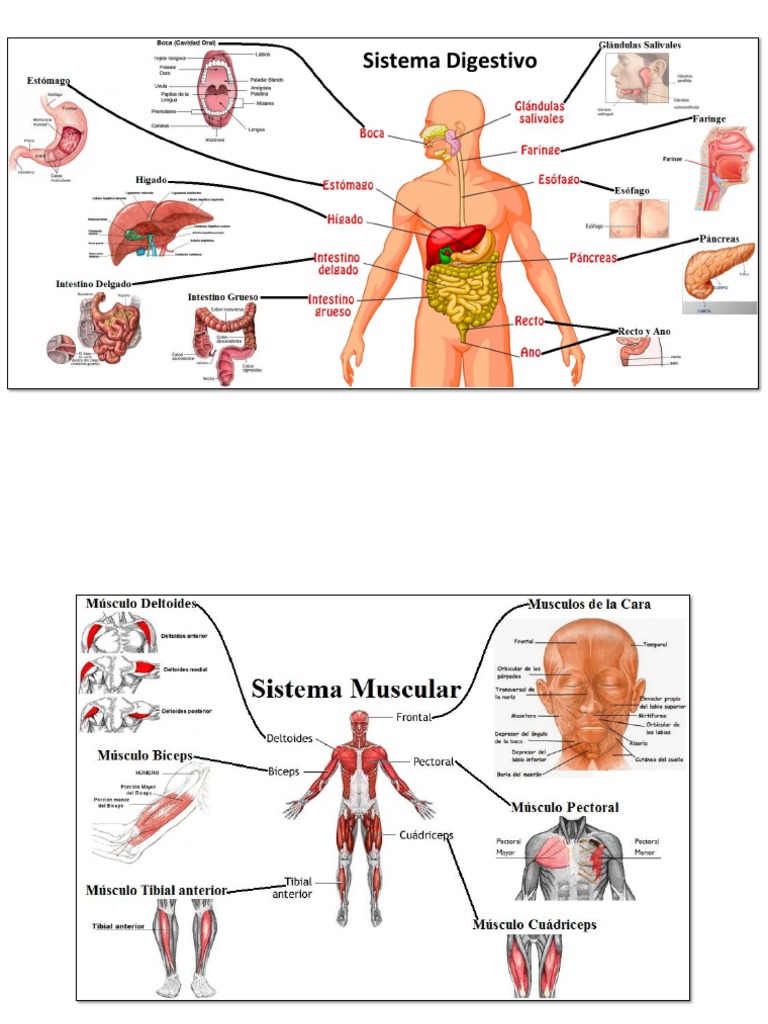 Guía Básica del Sistema Digestivo | PDF | Salud y bienestar