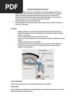 Músculo Corrugador Superciliar: Función y Anatomía | PDF