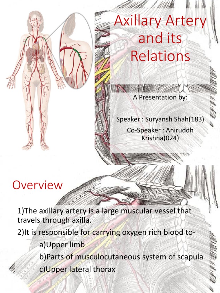 Axillary Artery: Anatomy and Relations | PDF | Musculoskeletal System ...