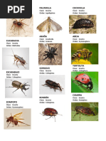 Abecedario de Insectos: A a Z | PDF