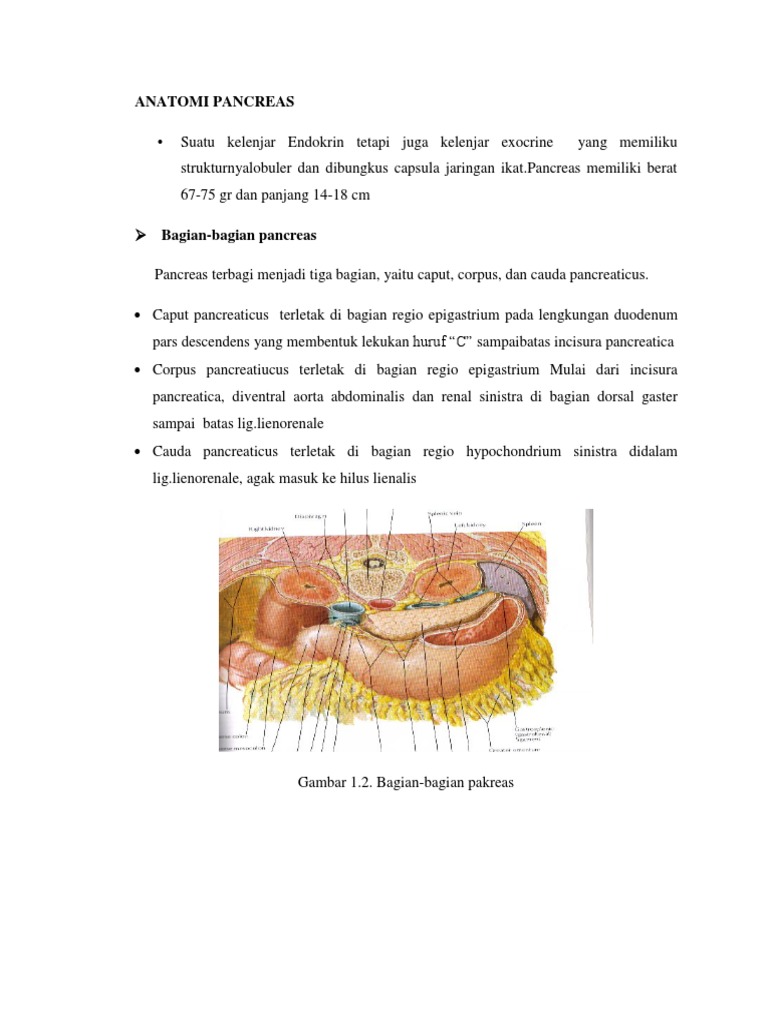 Struktur dan Fungsi Pancreas | PDF