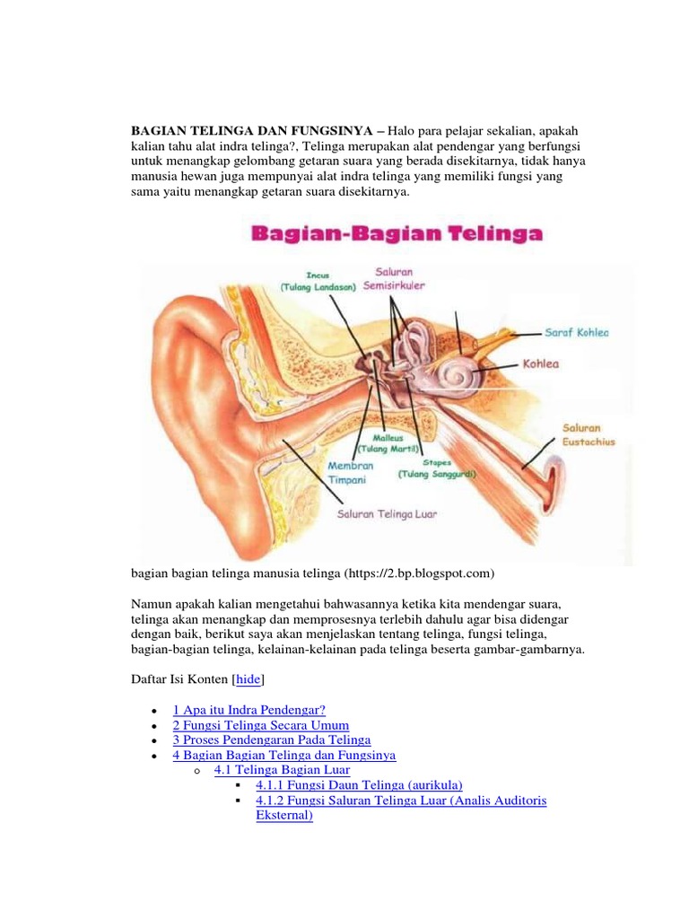Bagian Telinga Dan Fungsinya | PDF