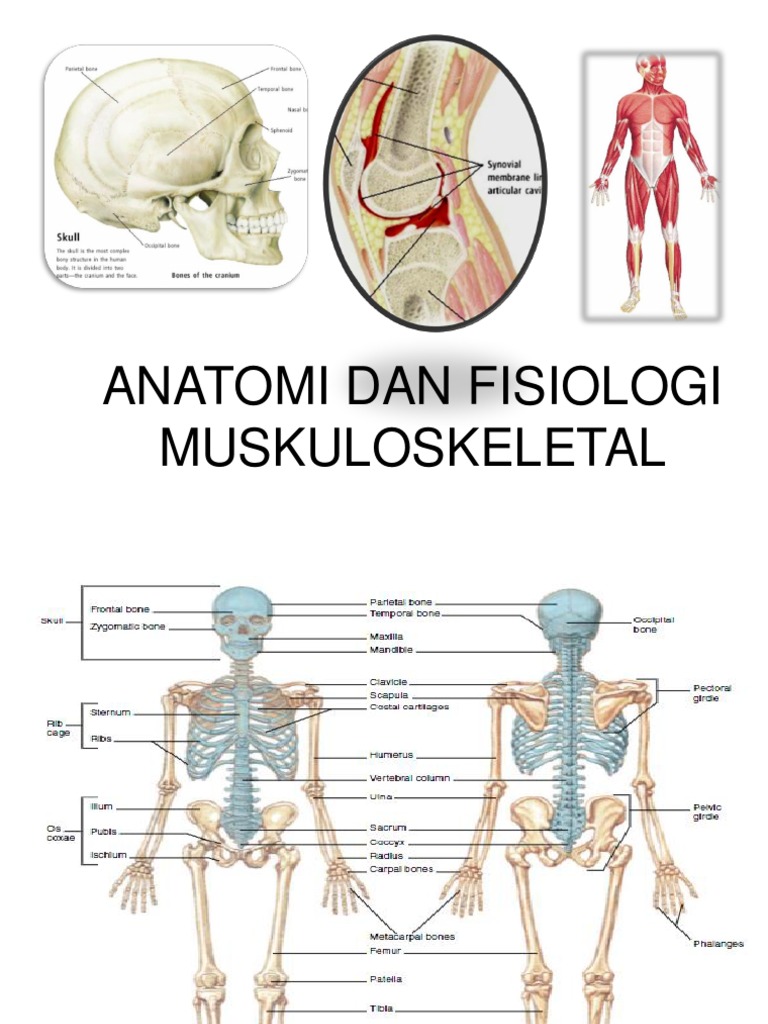 Anatomi Dan Fisiologi Muskuloskeletal: Dr. Riswandi | PDF