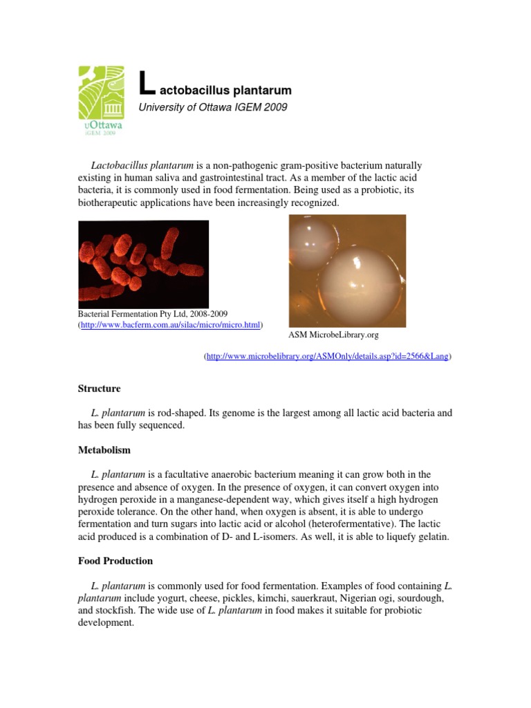 Lactobacillus Plantarum: Probiotic Insights | PDF | Lactobacillus ...
