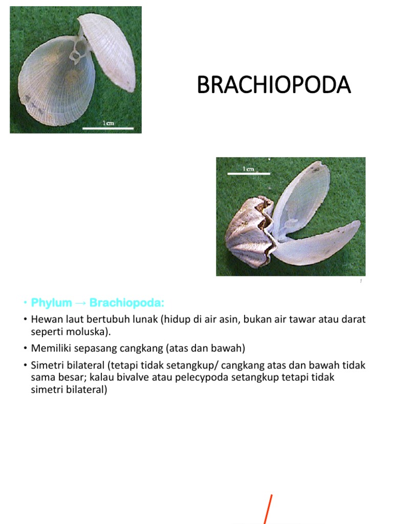 Klasifikasi dan Morfologi Brachiopoda | PDF