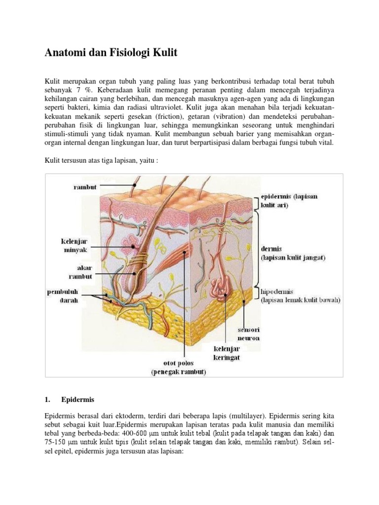 Anatomi Dan Fisiologi Kulit | PDF