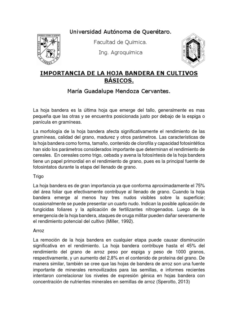 Hoja Bandera | PDF | Cereales | Hoja