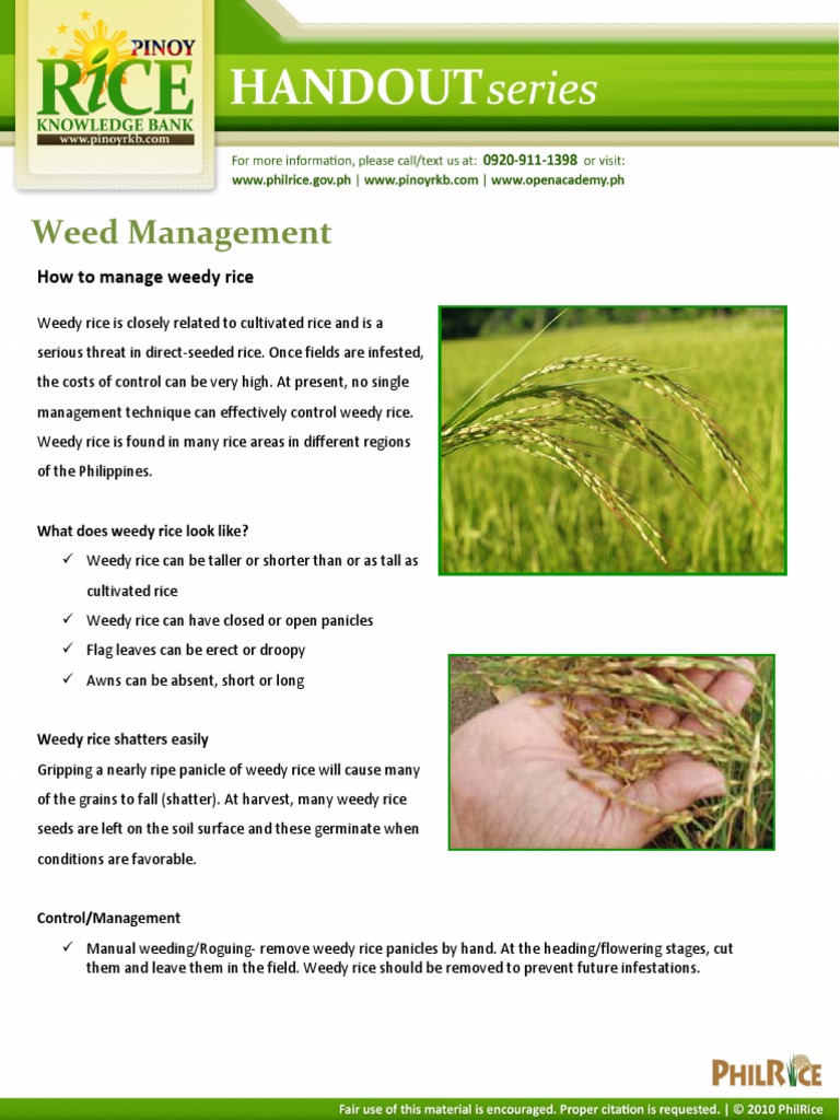 Manage Weedy Rice Infestations | PDF