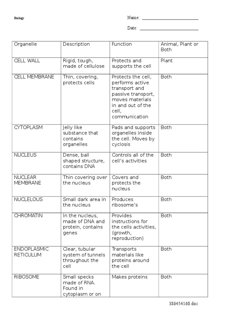 Cell Organelles and Their Functions Worksheet | PDF | Cell Nucleus ...