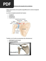 El intervalo de los rotadores una revisión de su anatomía | Hombro ...
