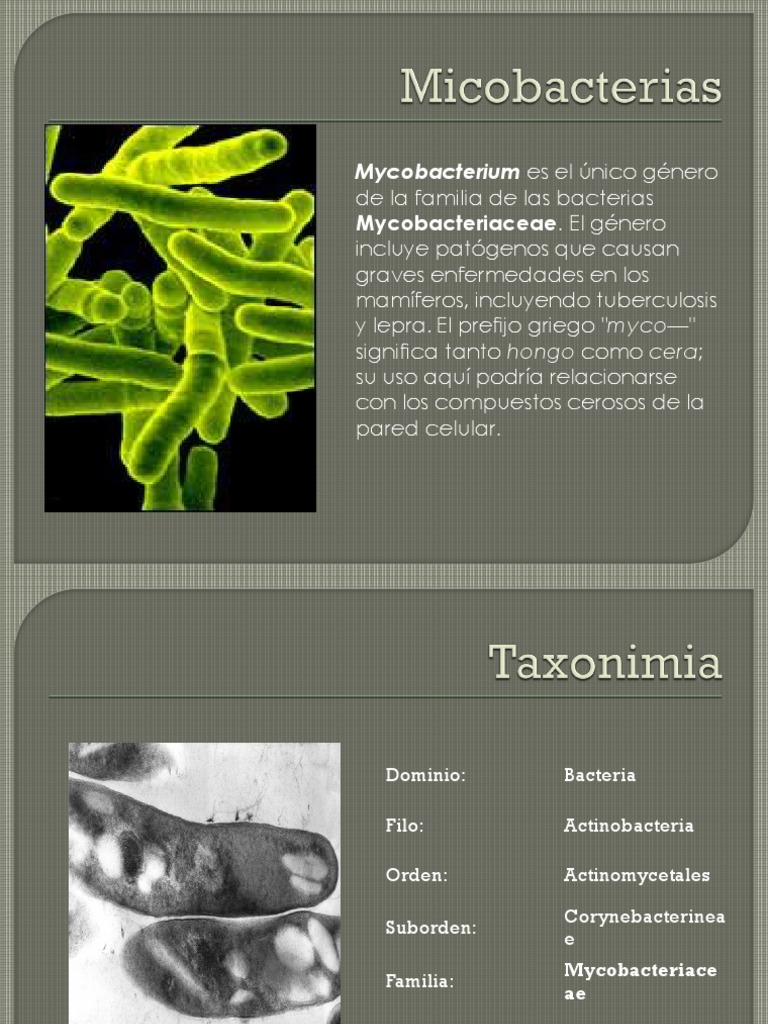 Micobacterias | PDF | Mycobacterium | Tuberculosis