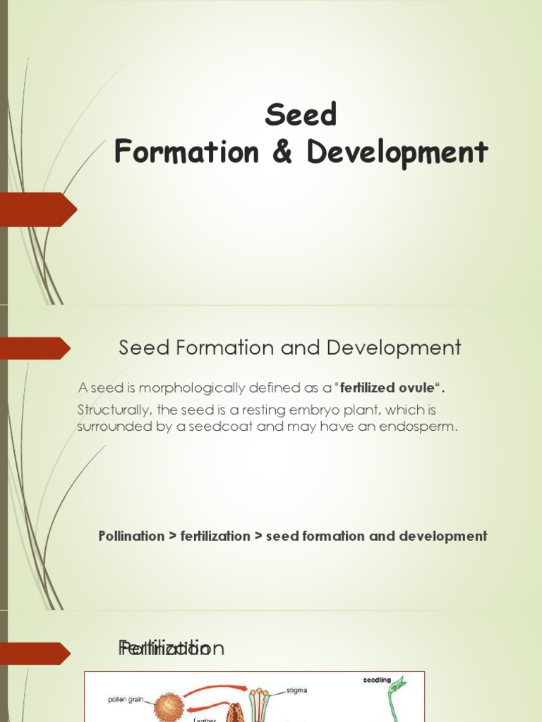 Seed Formation & Development | PDF
