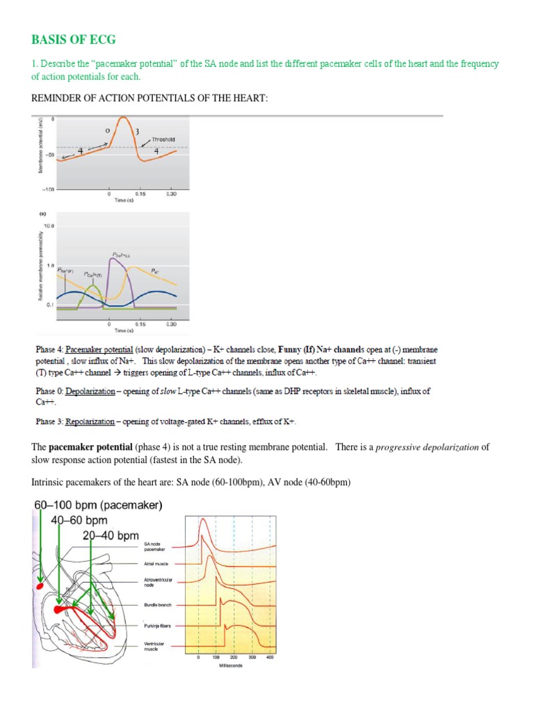 Basis of ECG and Intro To ECG Interpretation | PDF ...
