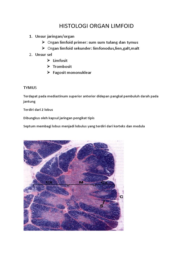 Histologi Organ Limfoid | PDF