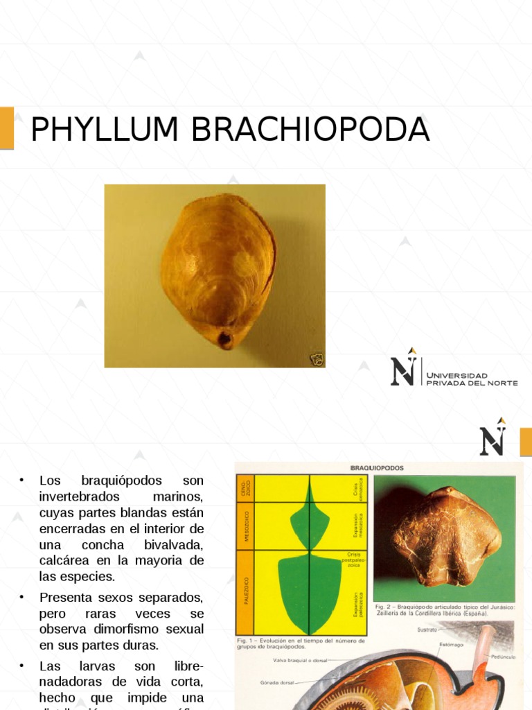 Brachiopoda