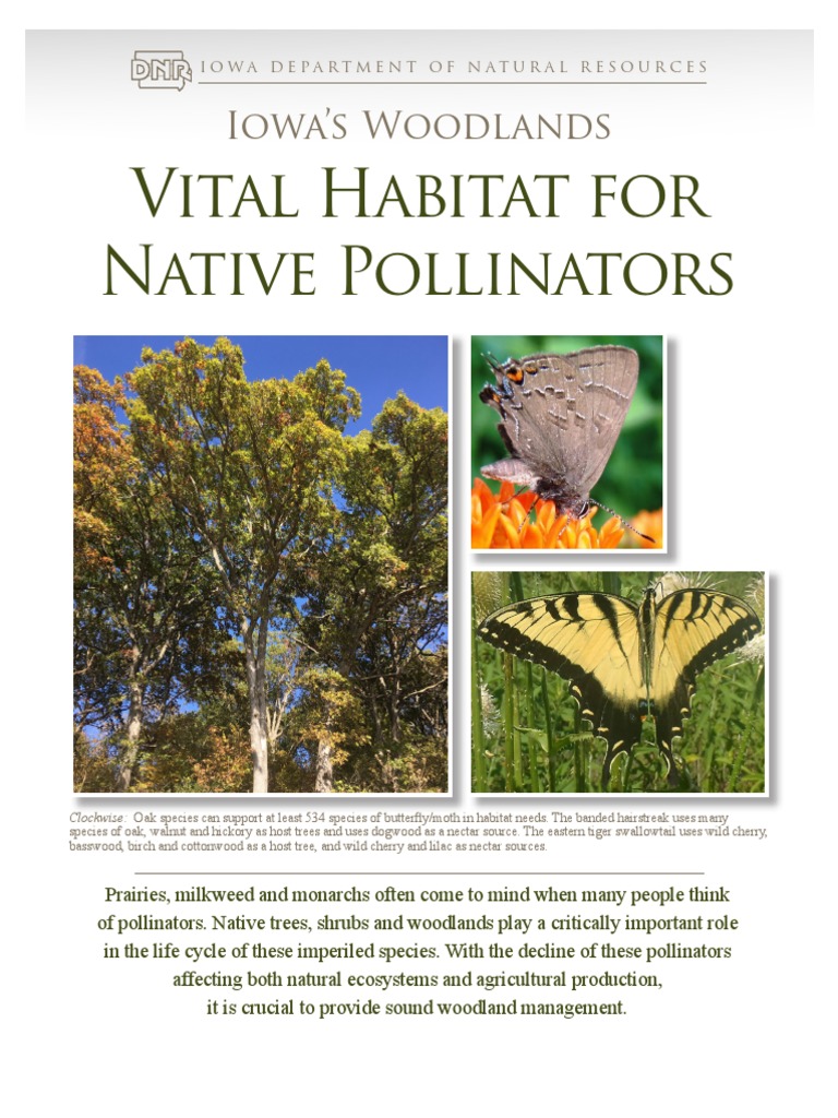 Iowa Woodlands Vital Habitat For Native Pollinators | PDF | Pollinators ...