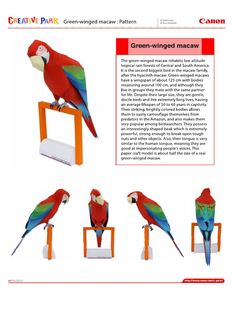 Green-Winged-Macaw e A4 PDF | PDF | Parrot