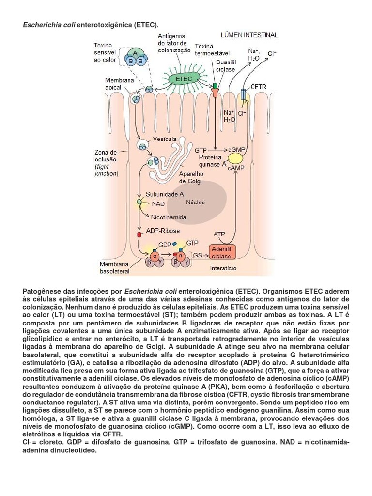 Escherichia Coli Enterotoxigênica (ETEC) | Download Free PDF ...