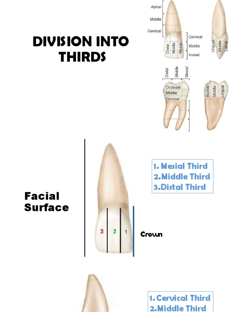 Division Into Thirds | PDF