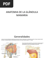 Anatomía y Función de la Mama Femenina | PDF | Pecho | Anatomía humana