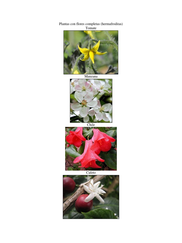 Ejemplos de Flores Completas e Incompletas | PDF