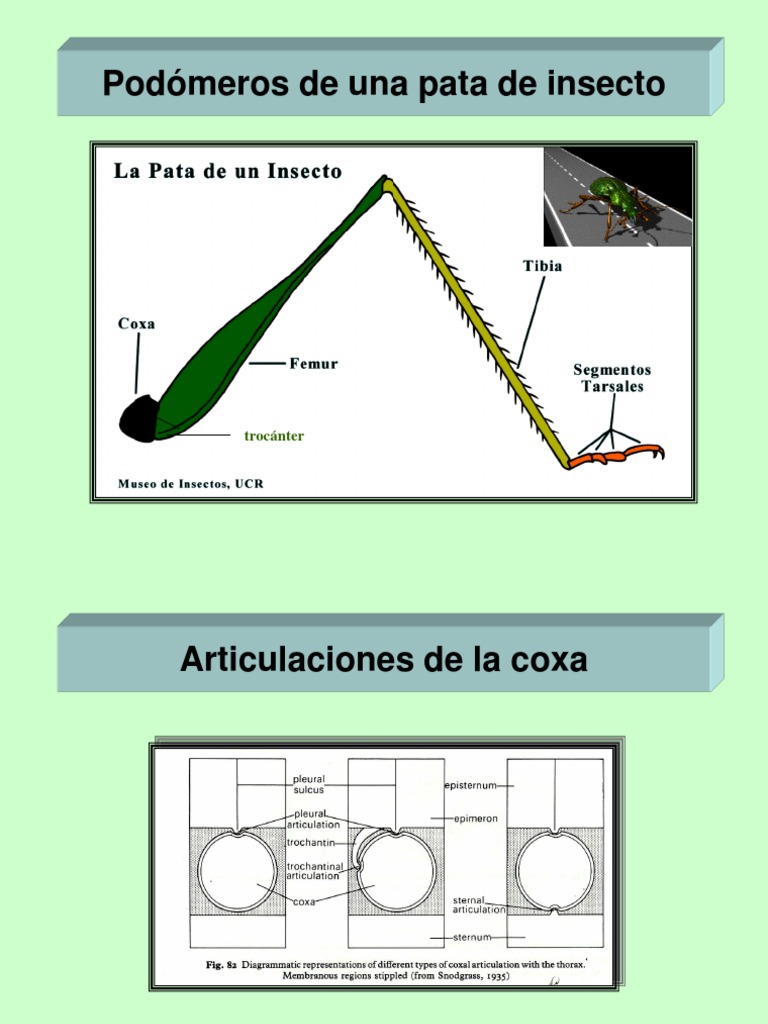 Tipos de patas en insectos | PDF