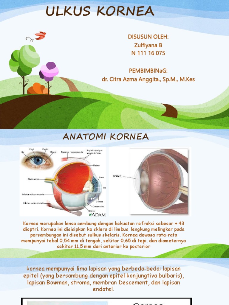 ULKUS KORNEA: ANATOMI, PATOFISIOLOGI, ETIOLOGI, MANIFESTASI KLINIS DAN PENATALAKSANAANNYA | PDF