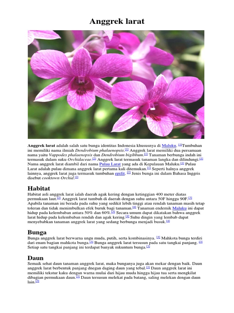 13+ Gambar Bunga Anggrek Larat yang Lagi Ngetrend - Informasi Seputar ...