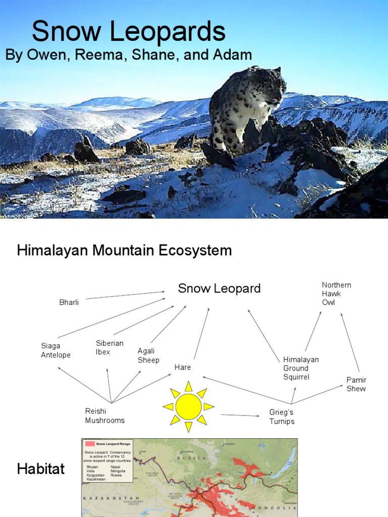 Snow Leopards | PDF | Leopard | Hunting