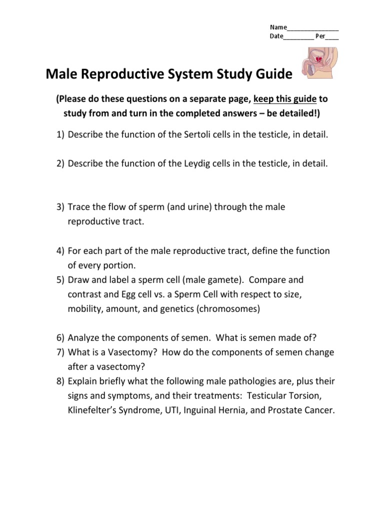 Male Reproductive System Study Guide | PDF
