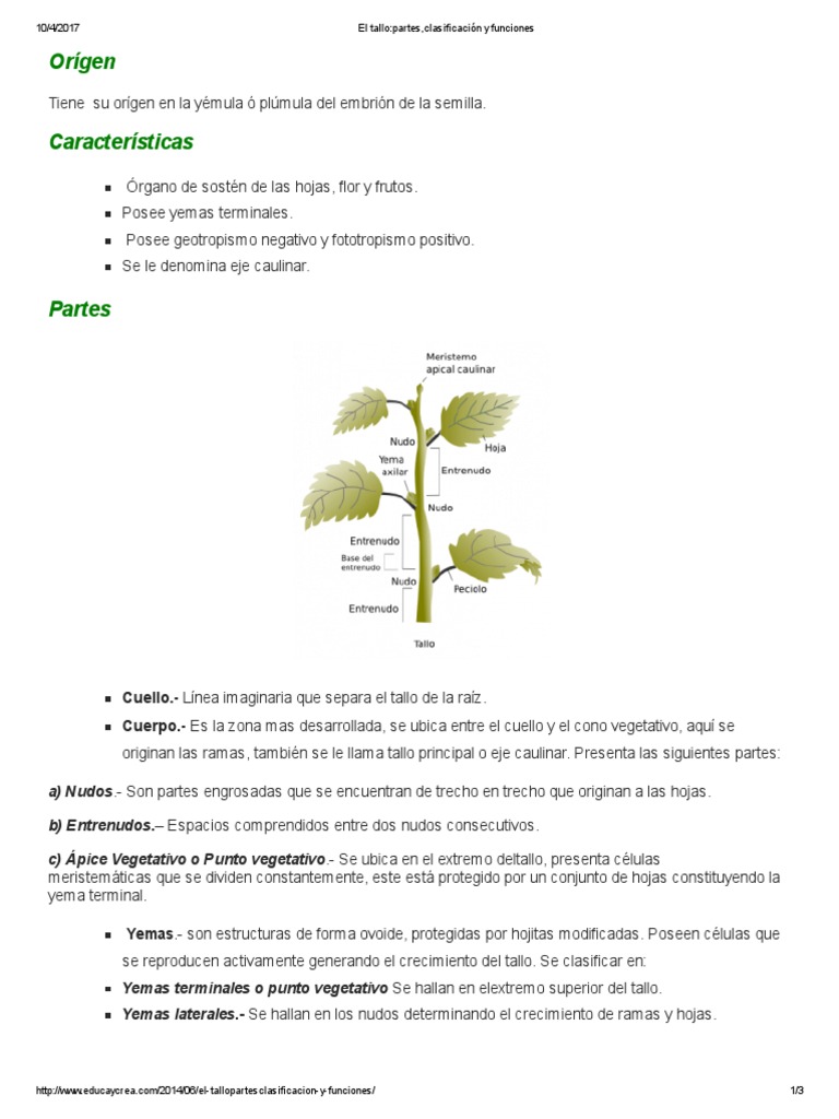 El Tallo - Partes, Clasificación y Funciones | PDF | Tallo de la planta ...